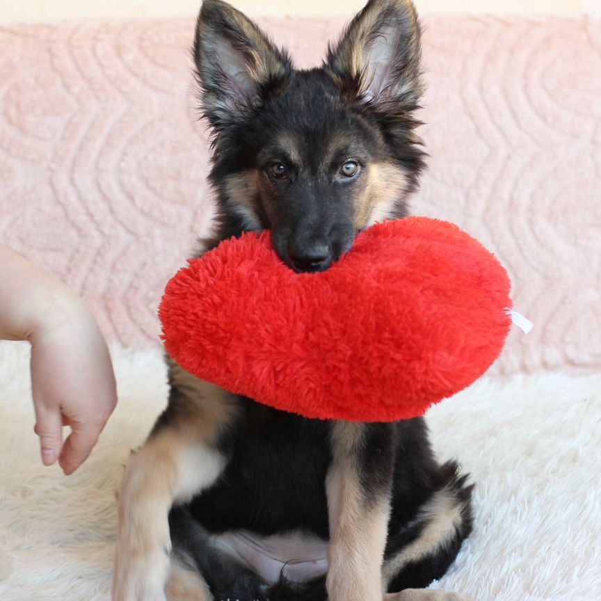 Щенок в добрые руки