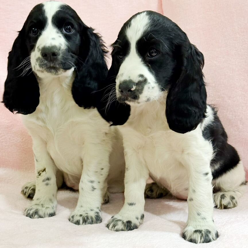 Кокер спаниель, щенок