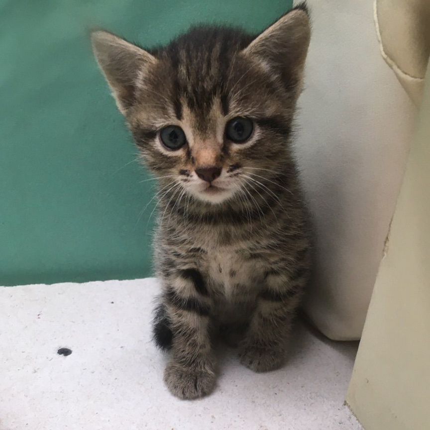 Шотландские прямоухие котята