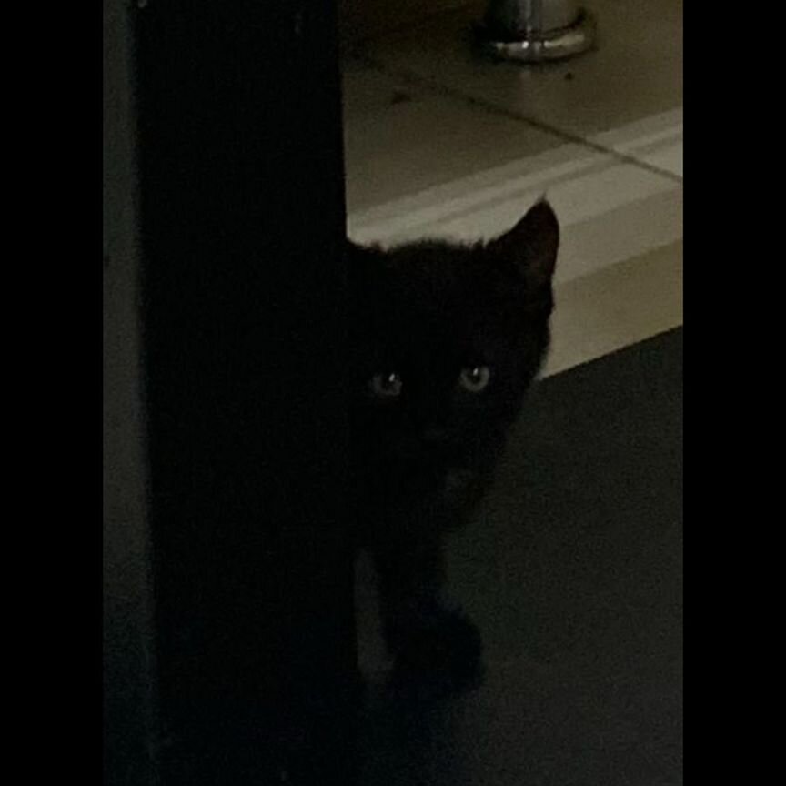 Кошка