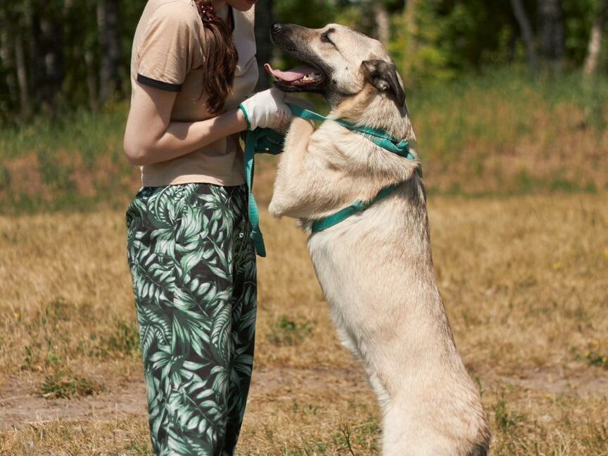 Молодая Карамелька из приюта ищет дом