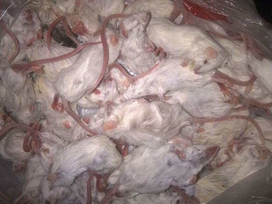 Кормовые мыши заморозка опт