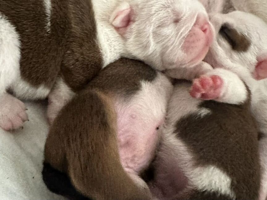 Английский бульдог