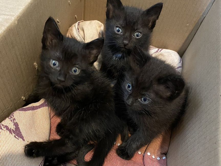 Кошка в дар бесплатно