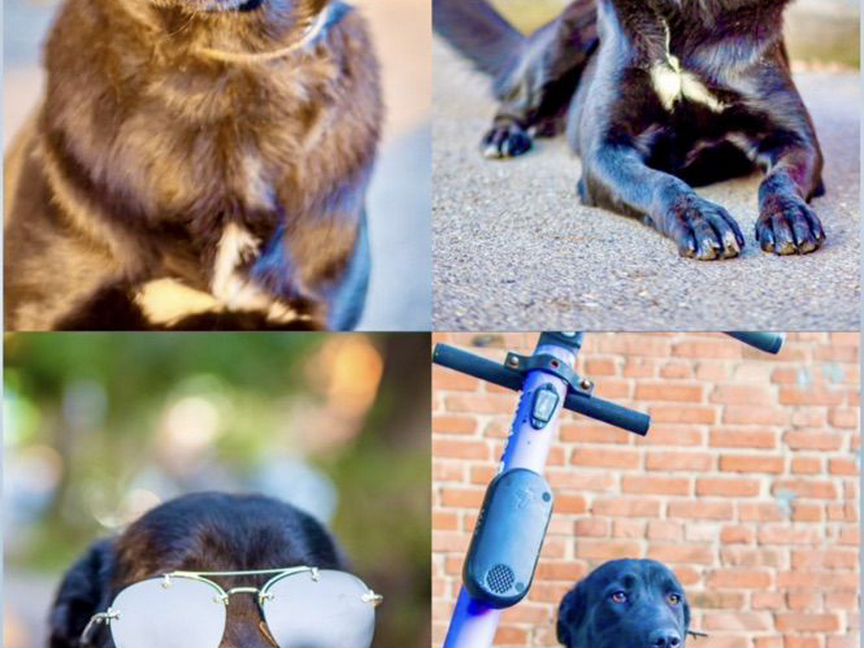 Собака лабрадор метис