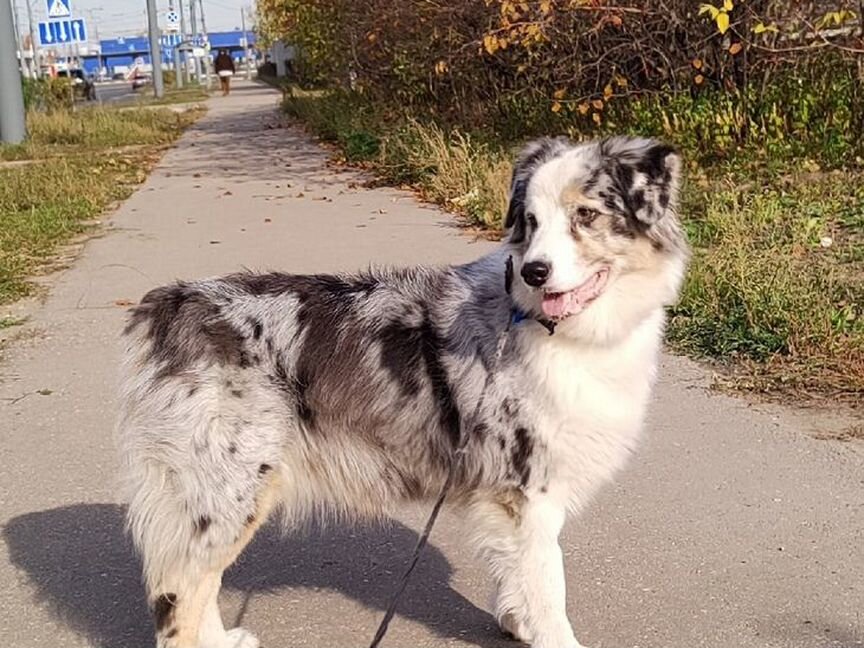 Австралийская овчарка