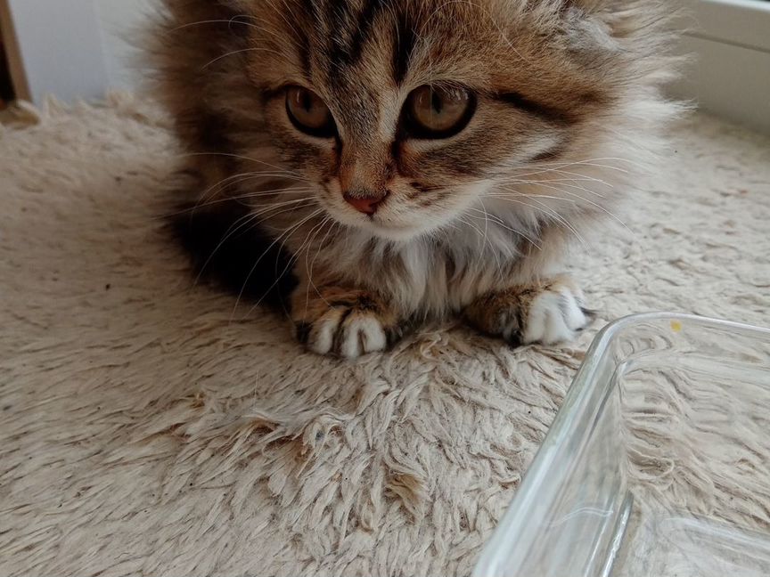 Котенок в добрые руки бесплатно