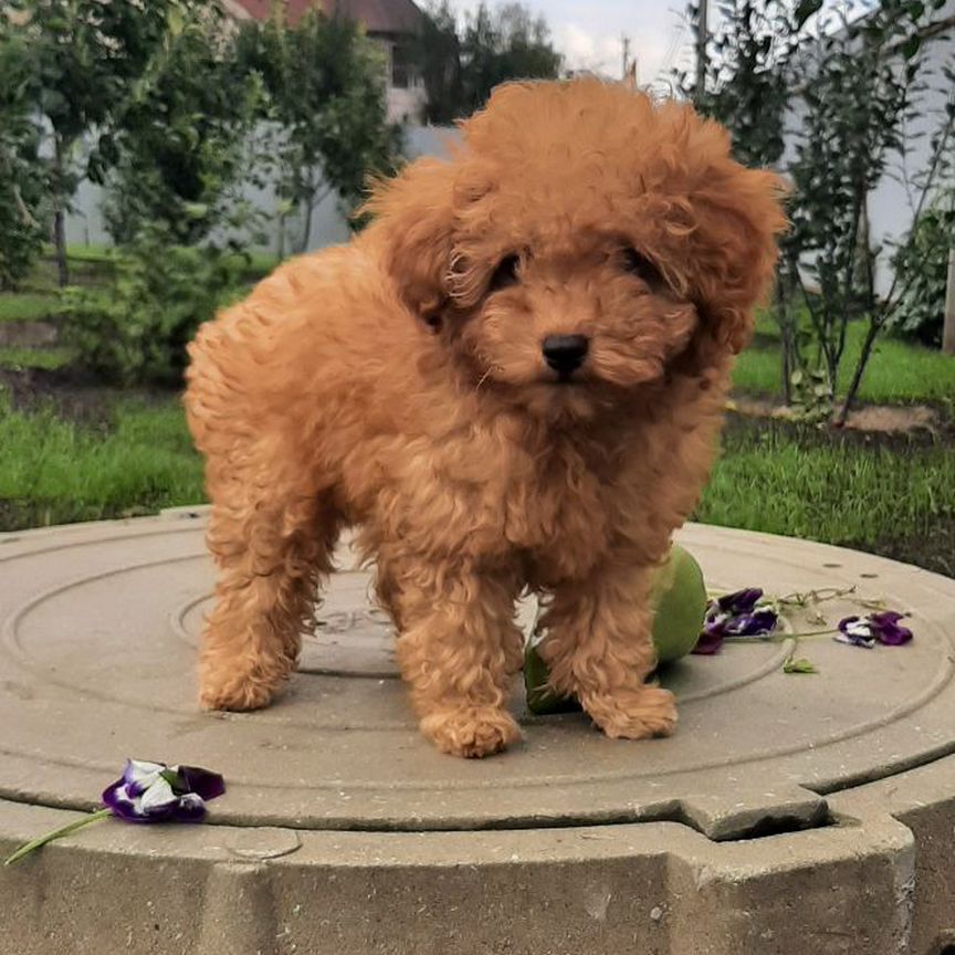 Той-пудель мальчик