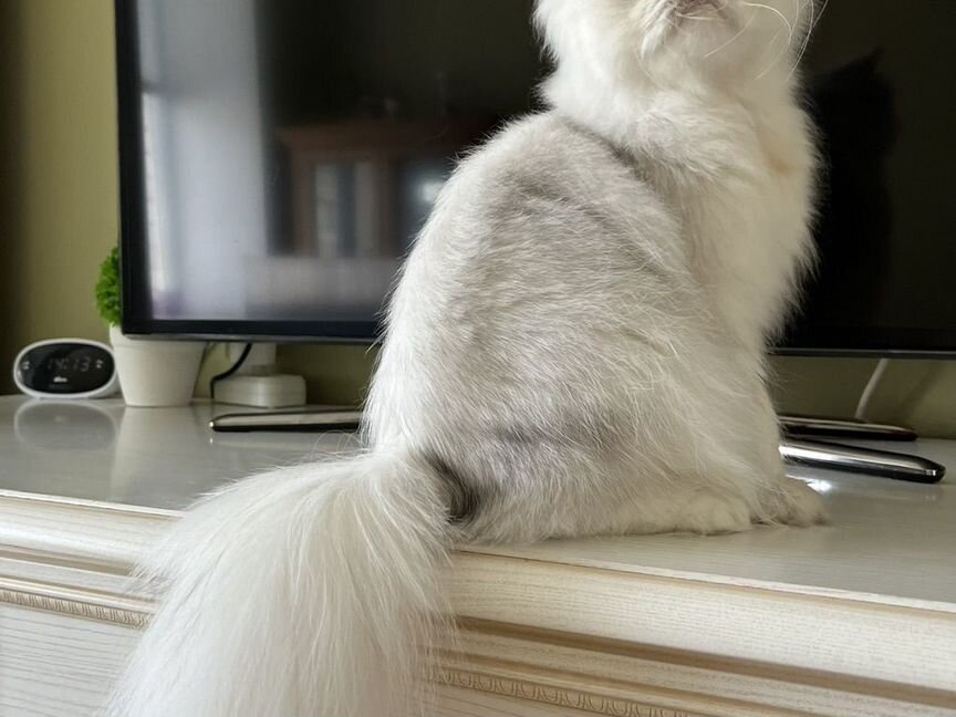 Персидская шиншилла котик