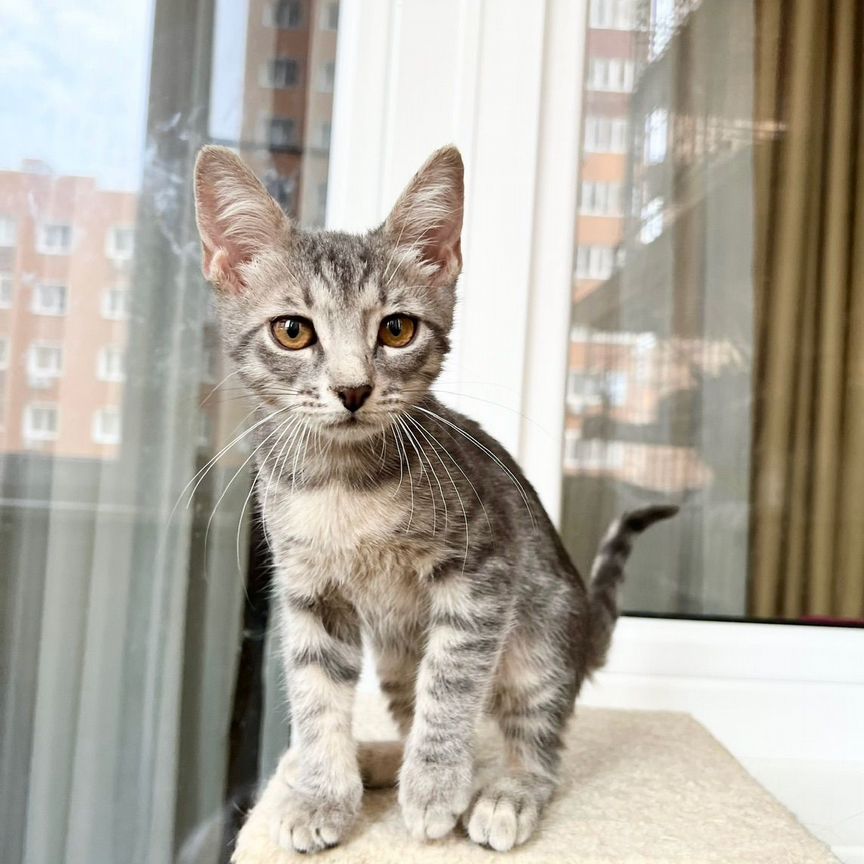 Замечательный котенок Крендель в добрые руки