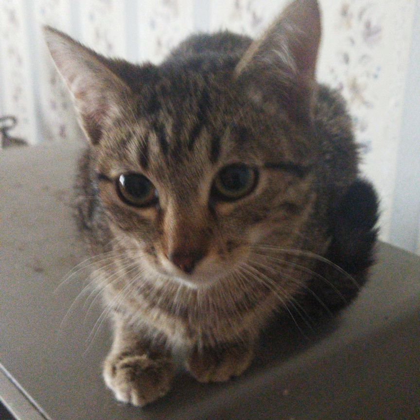Пристрою котика