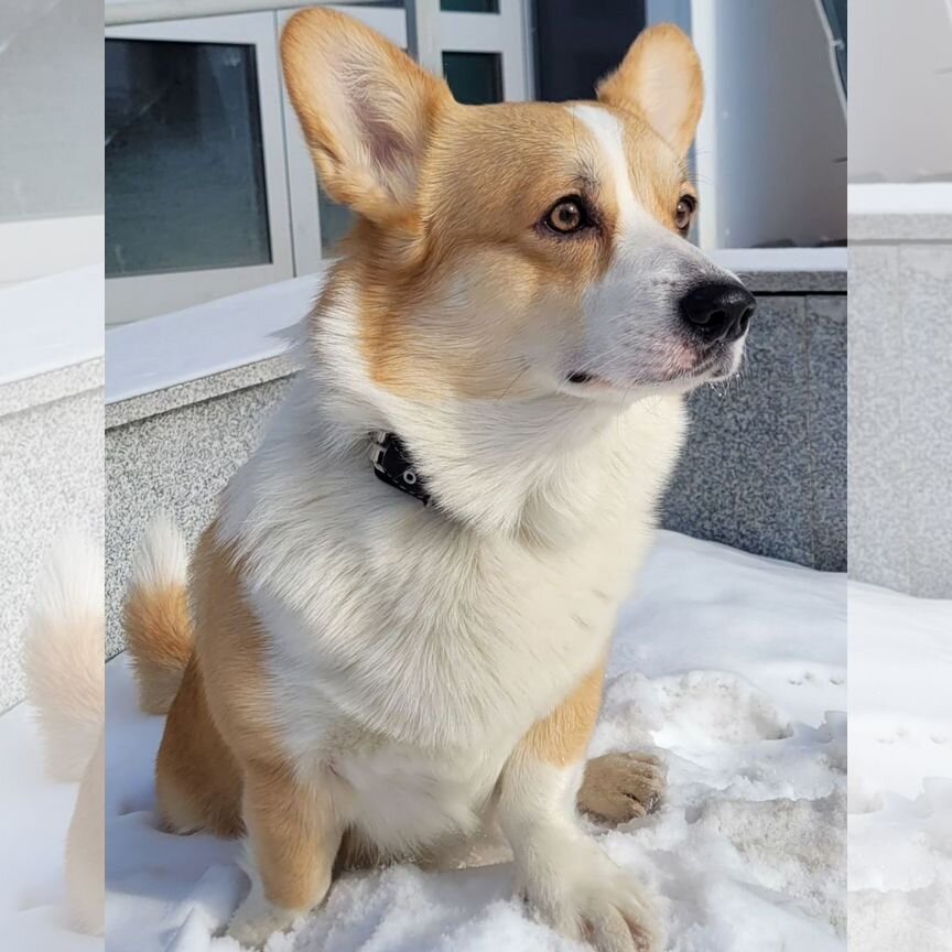 Кабель для вязки Корги пемброк