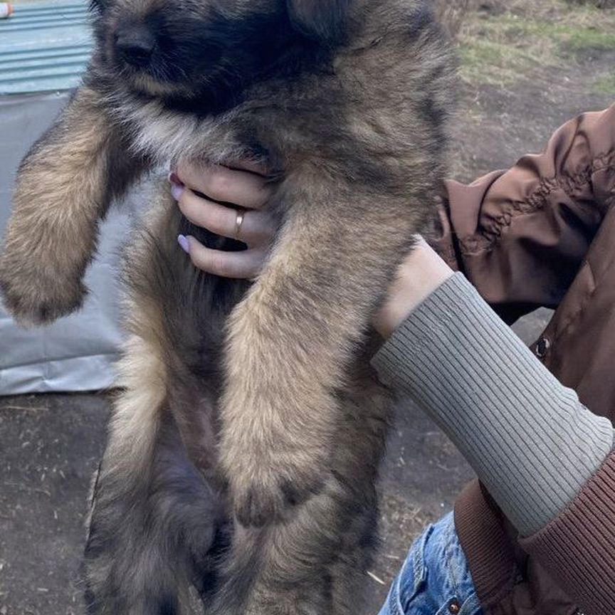Отдам бесплатно щенка в добрые руки