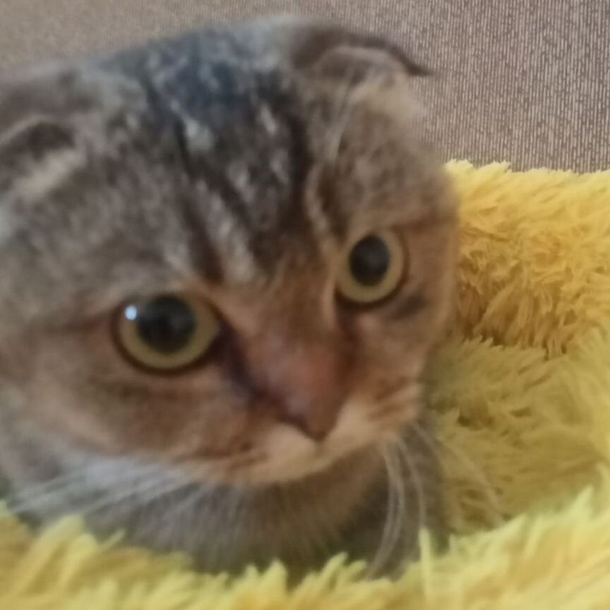 Котенок