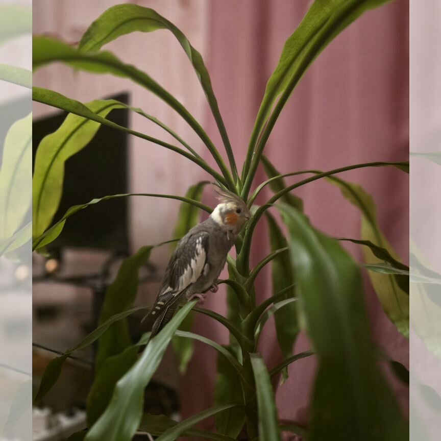 Попугай корелла