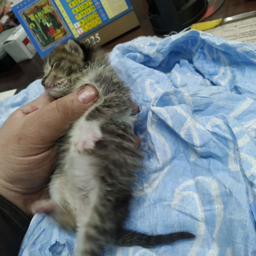Котёнок один найден на производстве