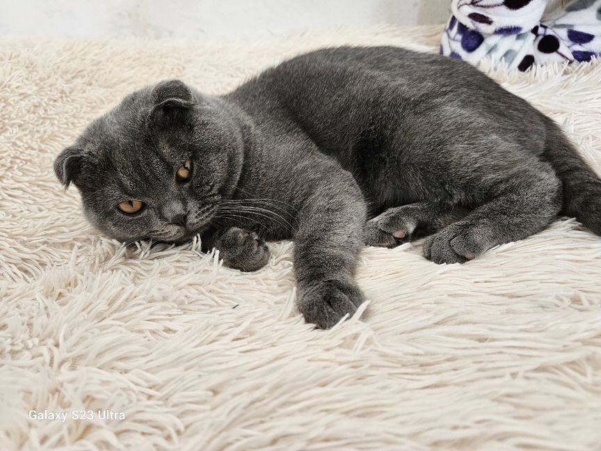 Вязка Шотландский котик