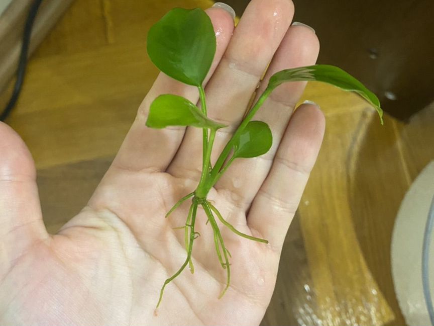 Аквариумное растение анабиус