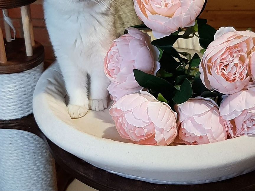 Серебристая Британская шиншилла 4 мес