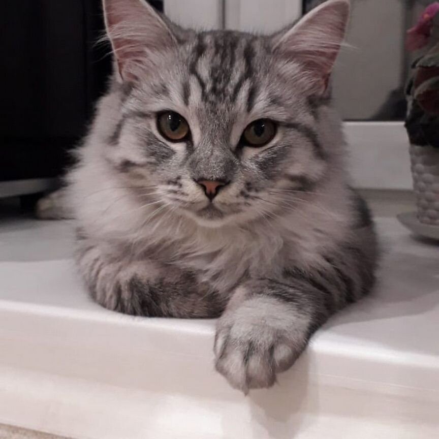 Кот наполовину шотландец