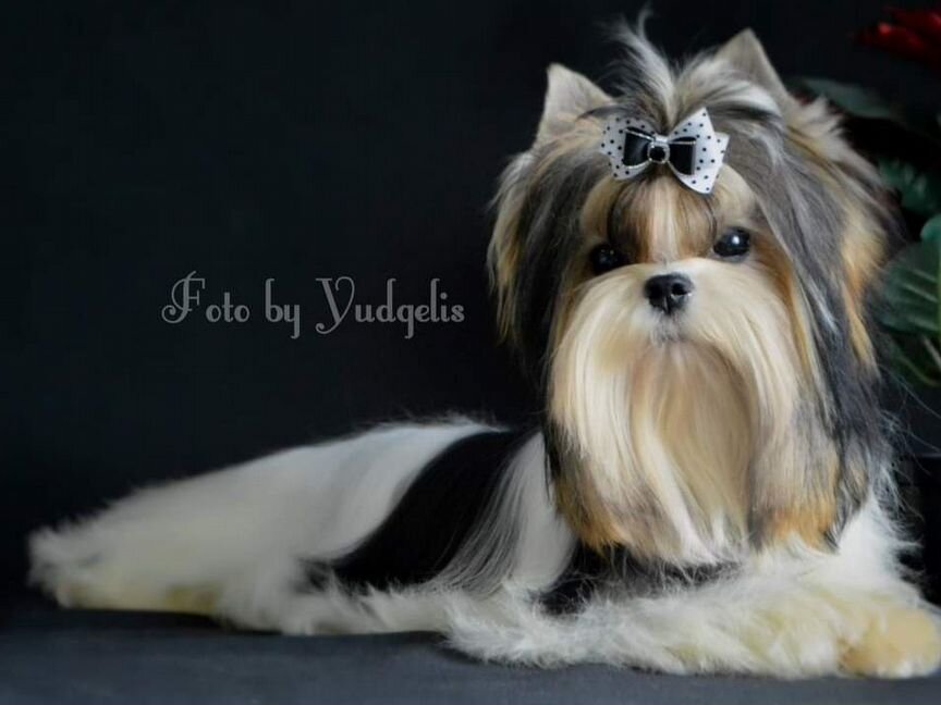 Бивер мальчик подрощенный