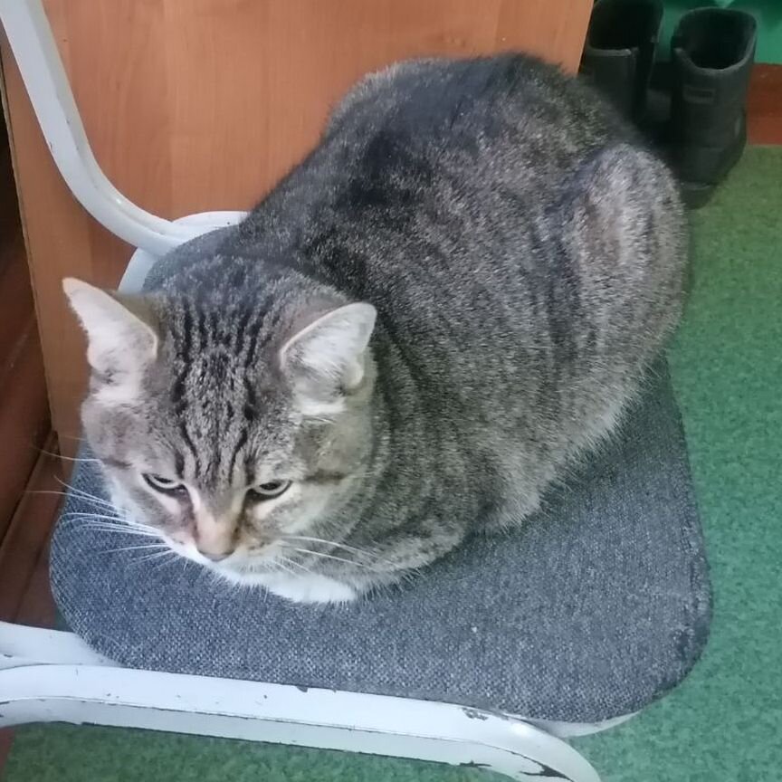 Взрослая, кошка в добрые руки