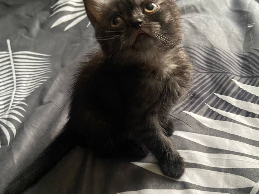 Шотладские вислоухие котята