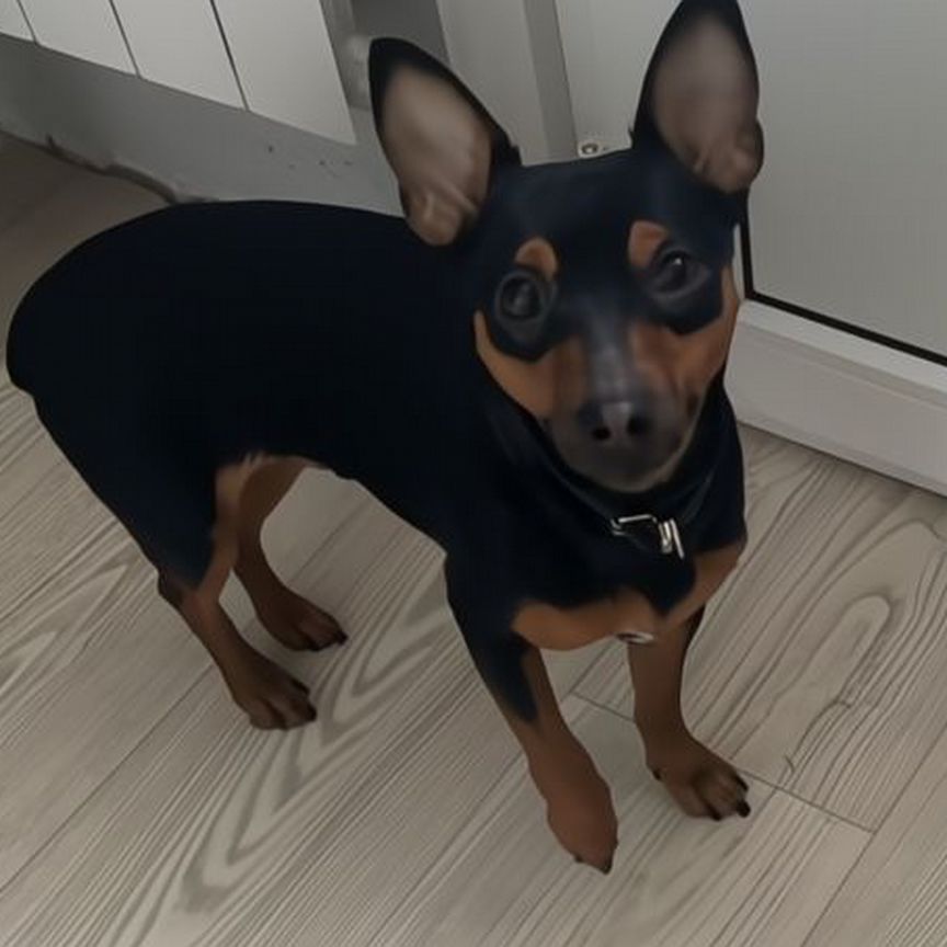 Цвергпинчер, щенок