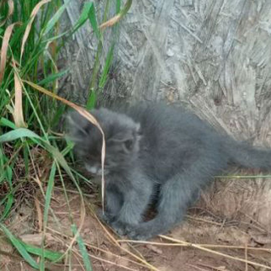 Котята бесплатно