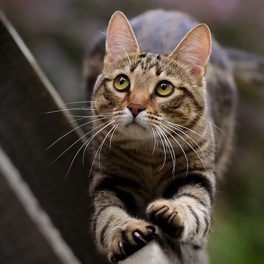 Европейская короткошёрстная кошка, взрослая