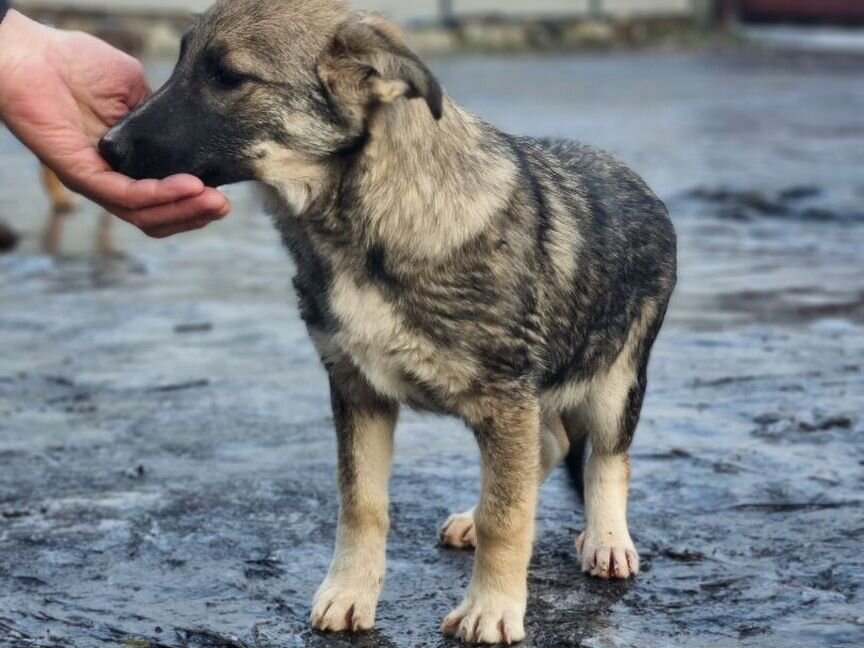 Собака, щенок в добрые руки