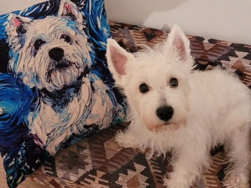 Вест хайленд вайт терьер