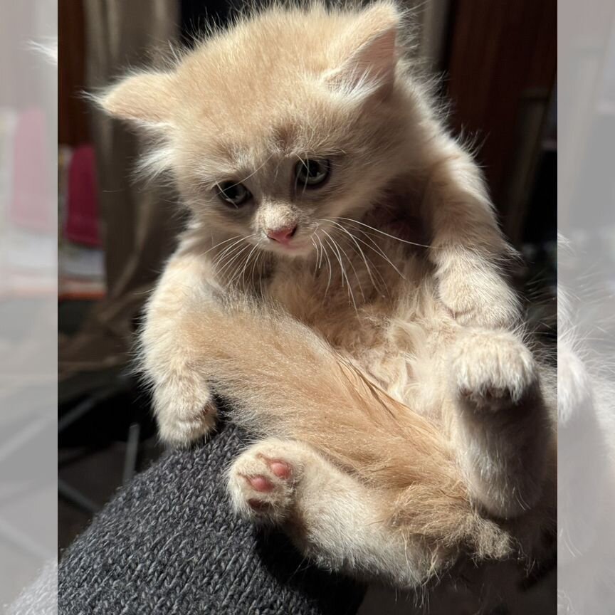 Котёнок в добрые руки