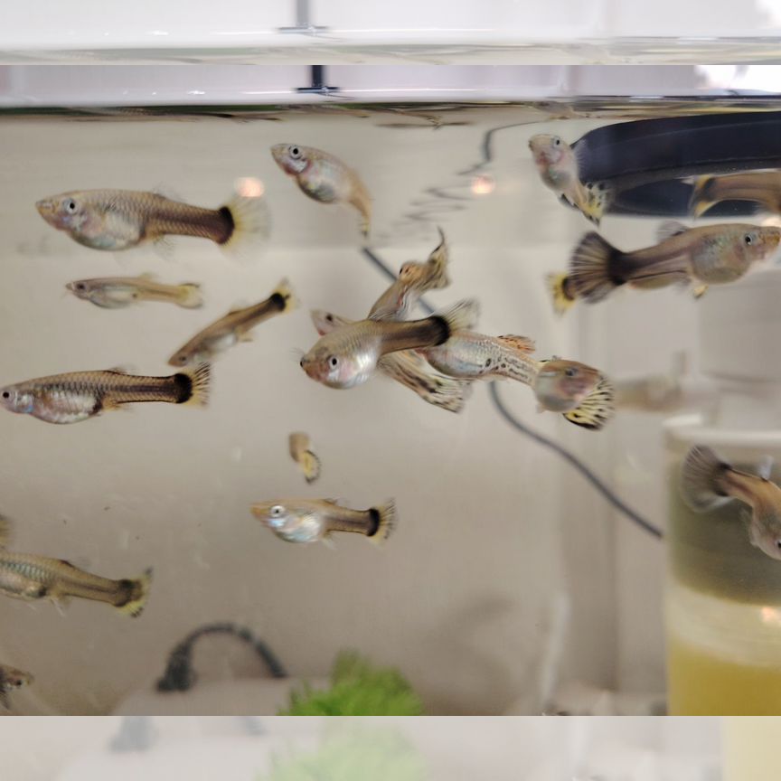 Рыбки Гуппи