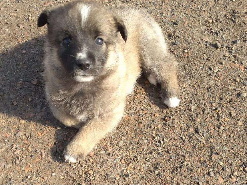 Собака в добрые руки отдам бесплатно
