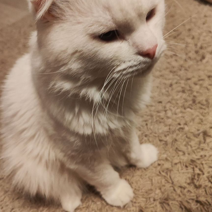 Отдам котика в добрые, любящие руки