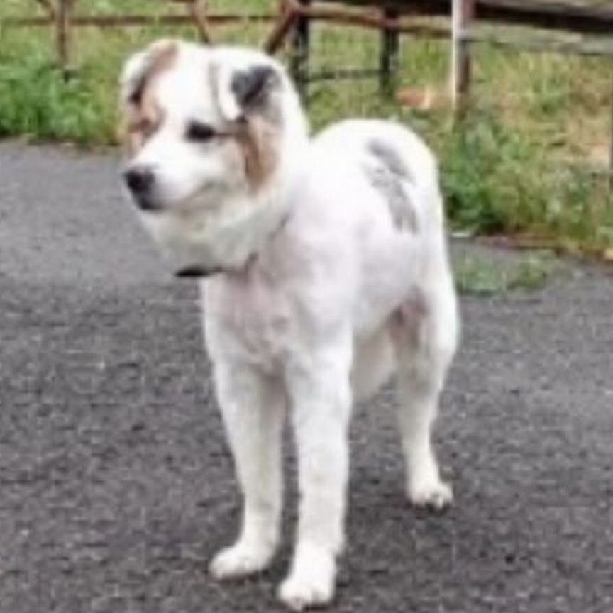 Австралийская овчарка, взрослая собака