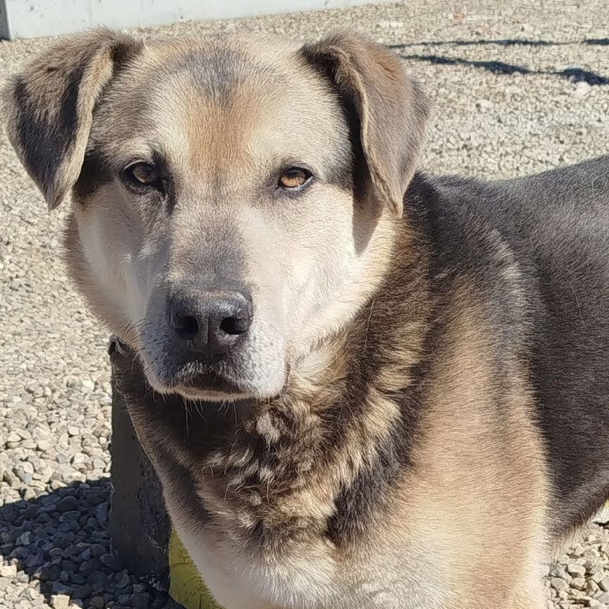 Взрослый пёс в добрые руки