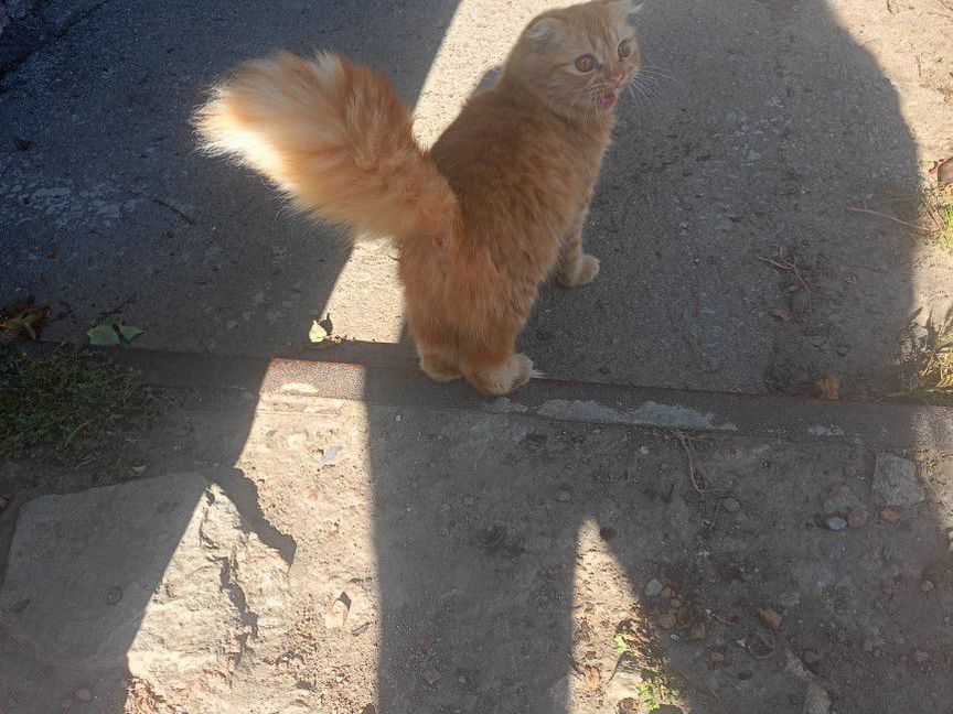 Кошечка 10:месяцев