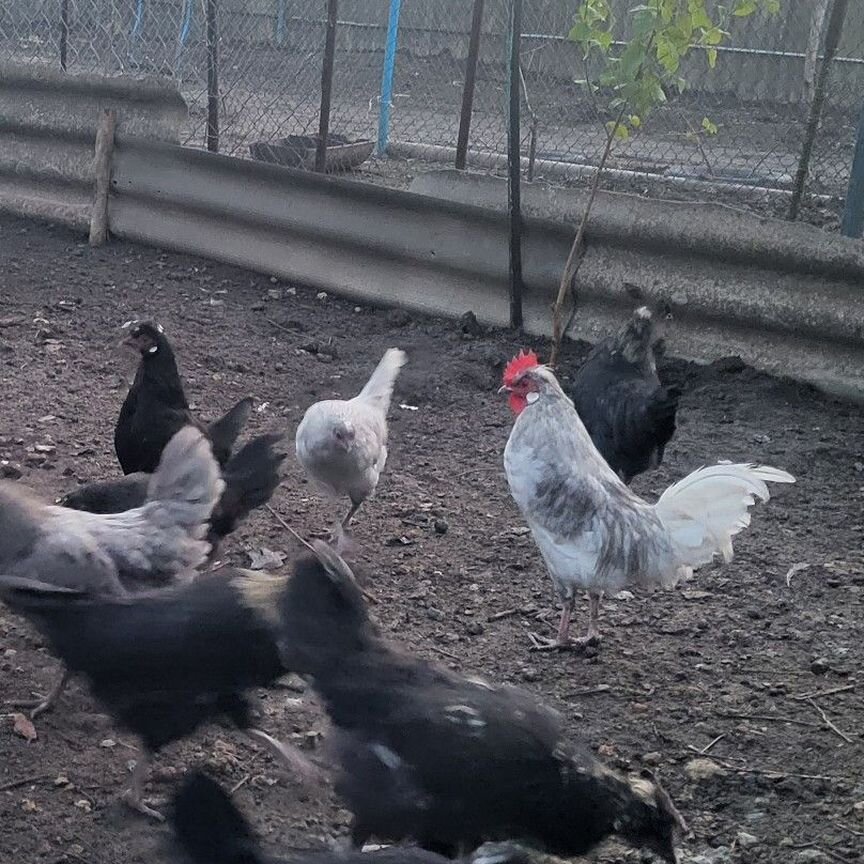 Карликовые Куры