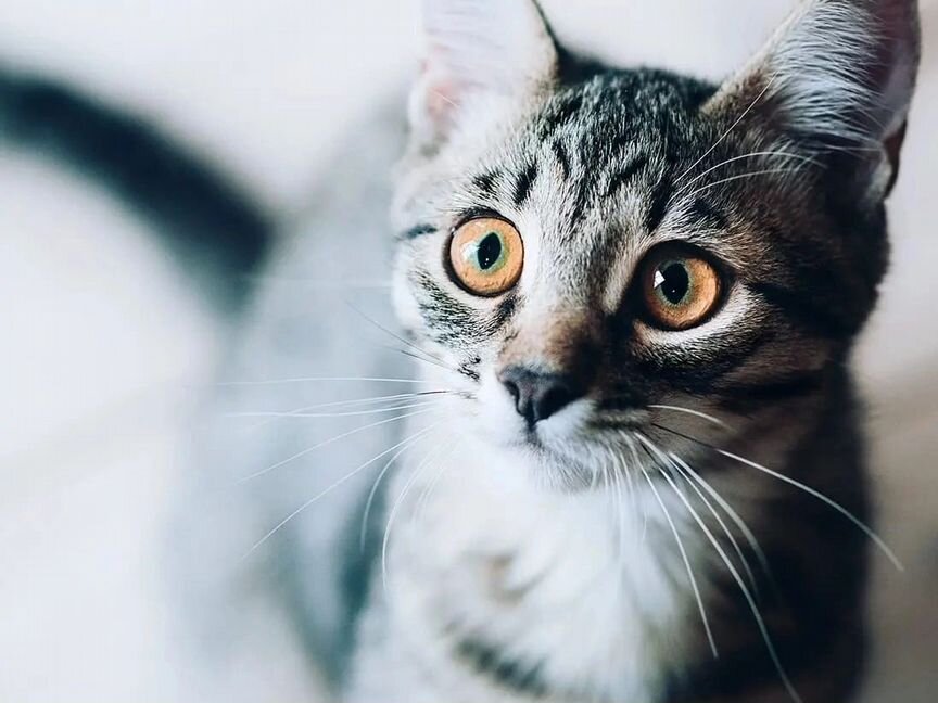 Котенок из приюта в добрые руки