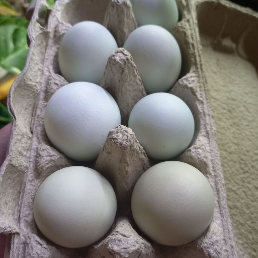 Инкубационное яйцо