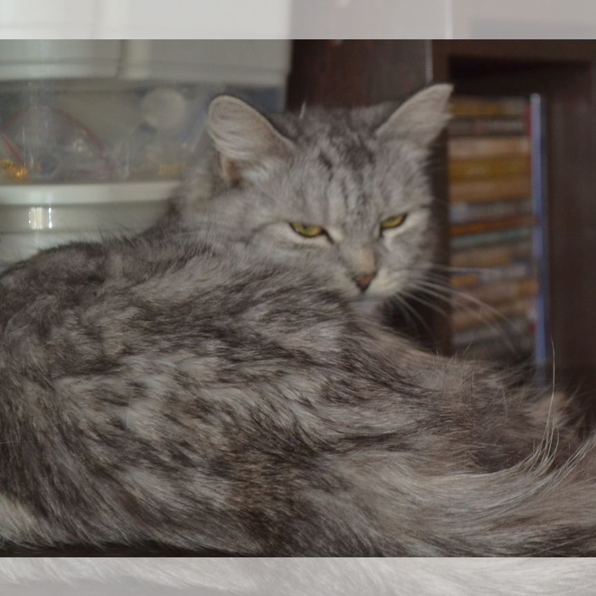 Бусинка ищет дом