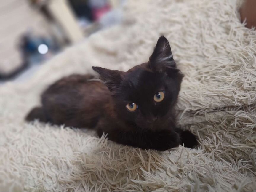 Кошки в добрые руки бесплатно