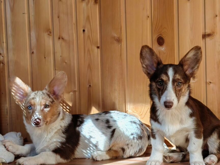 Корги коричневые девочки редкого окраса