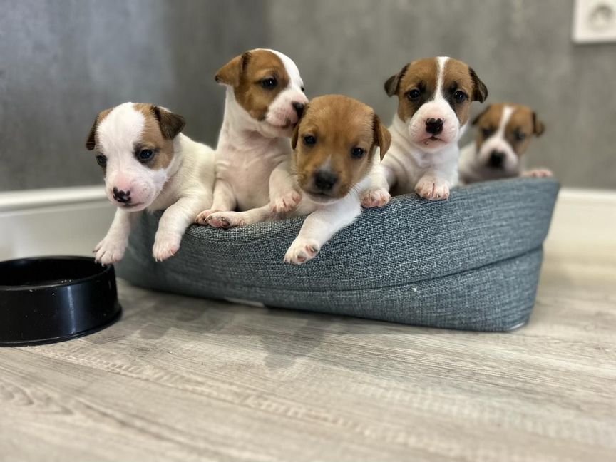 Щенки джек рассел терьер