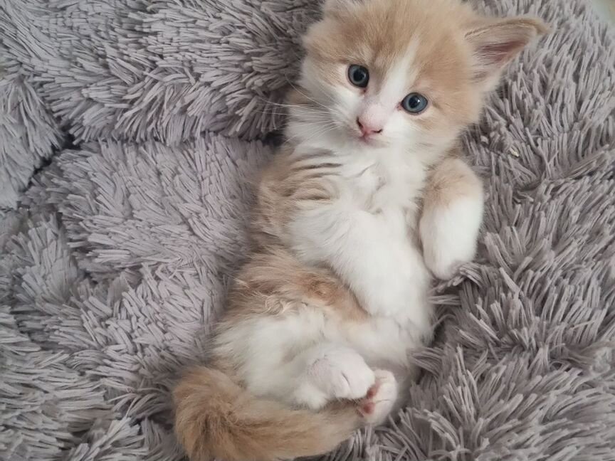 Котята мейн-кун