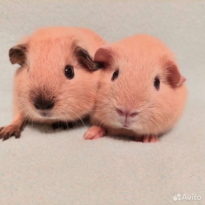 Девочки породы селф, Калифорния, крестед