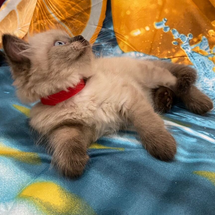 Невский маскарадный котёнок