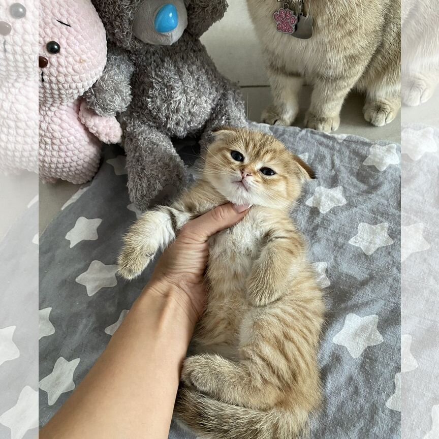 Шотландская веслоухая золотая шиншила